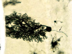 Rapid Golgi Stain Kit for Fast Neuronal Analysis - FD Neuro ...